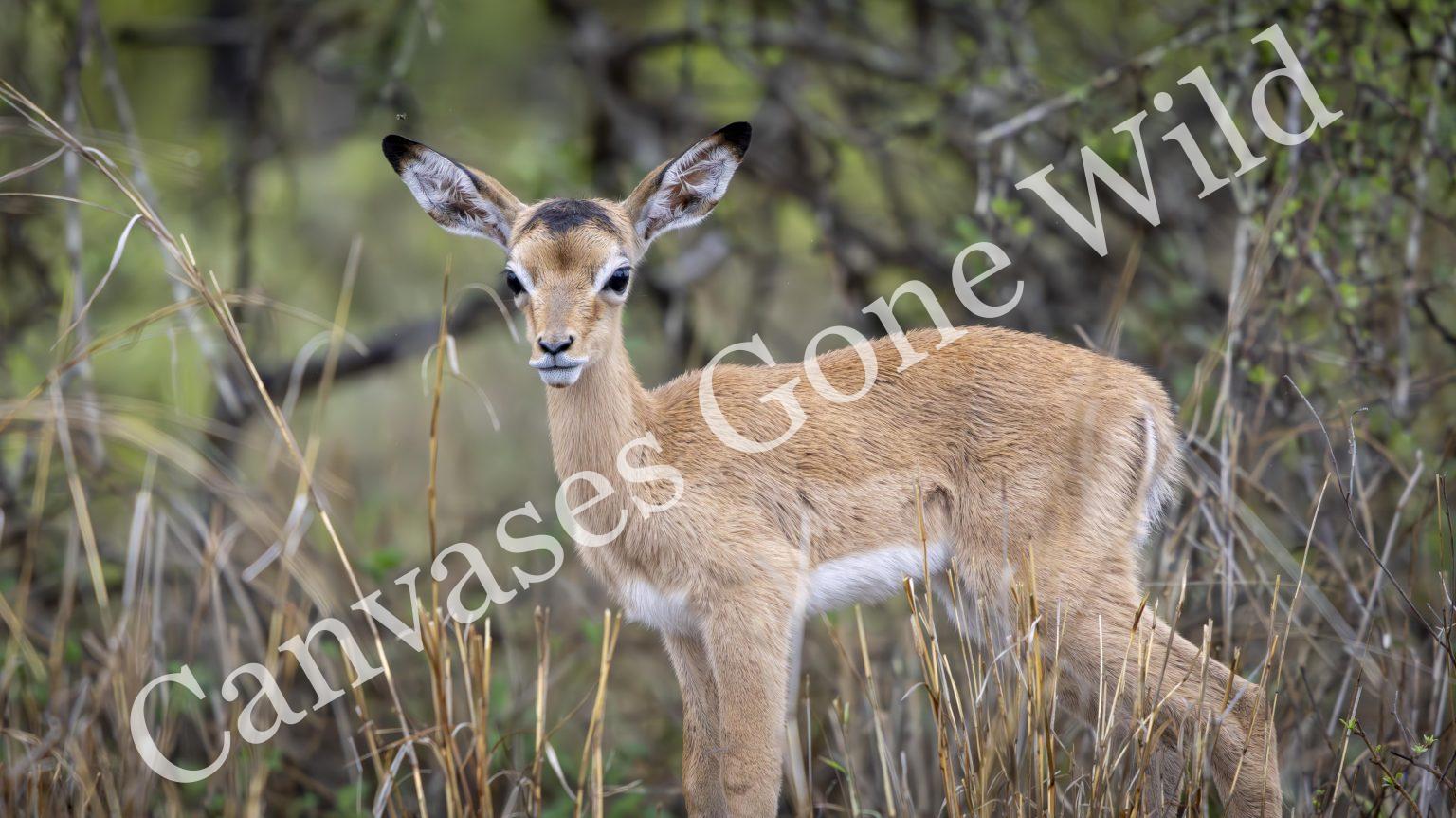 CGW_Impala_001 – Canvases Gone Wild