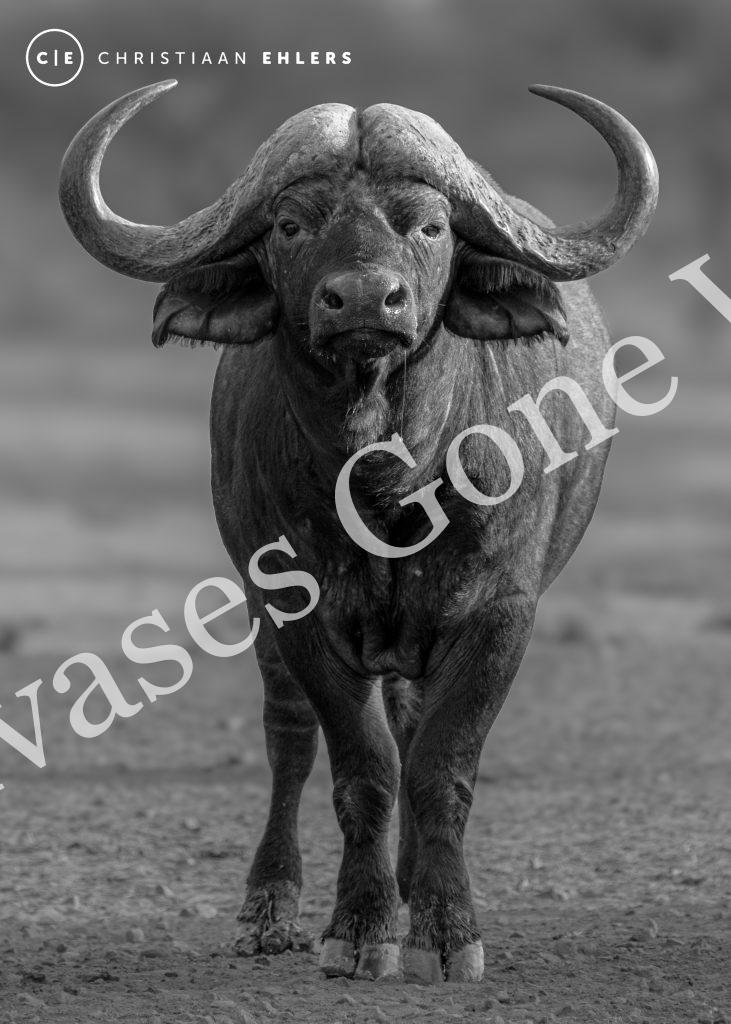 Buffalo standing ground – Canvases Gone Wild