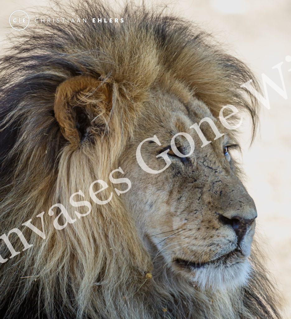 Kalahari Lion – Where strength meets serenity – Canvases Gone Wild