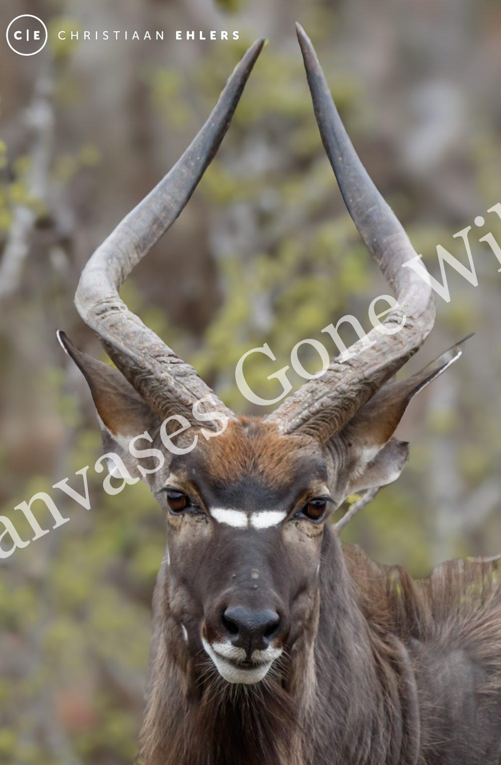 Njala – Canvases Gone Wild