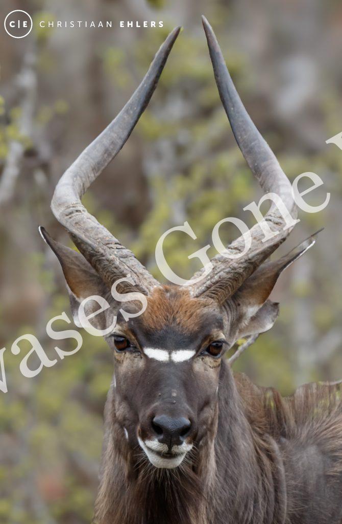 Njala – Canvases Gone Wild